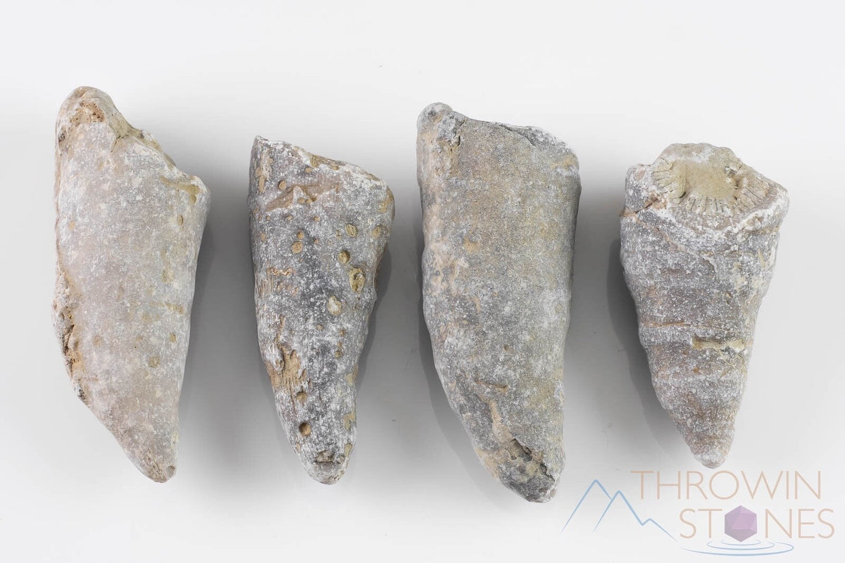 HORN CORAL Fossil - Rugosa Tetracorallia - Real Fossil, Raw Rocks and ...