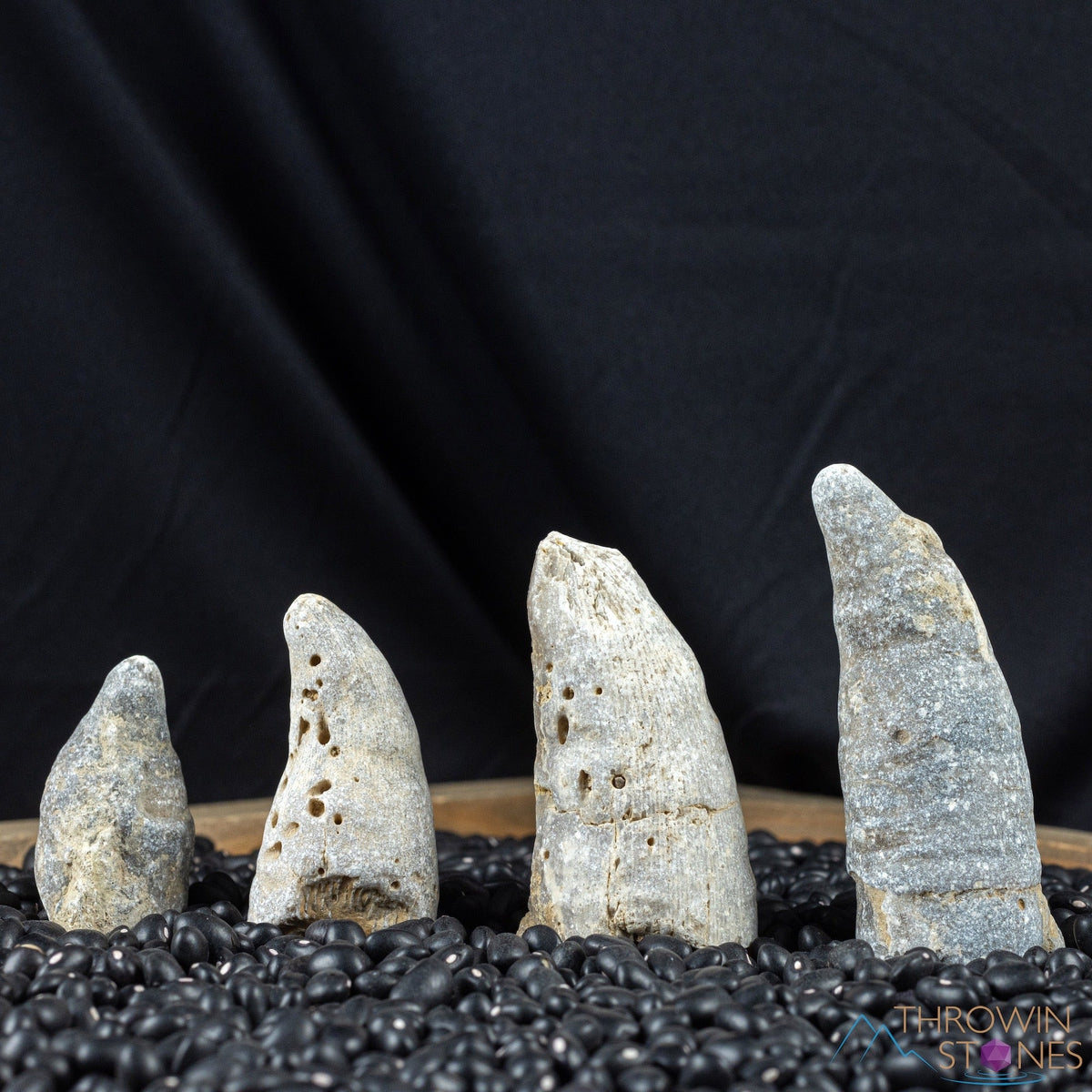 HORN CORAL Fossil - Rugosa Tetracorallia - Real Fossil, Raw Rocks and ...